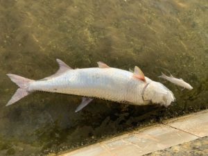 Red Tide: Red Alert for Dogs! | Northeast Animal Hospital